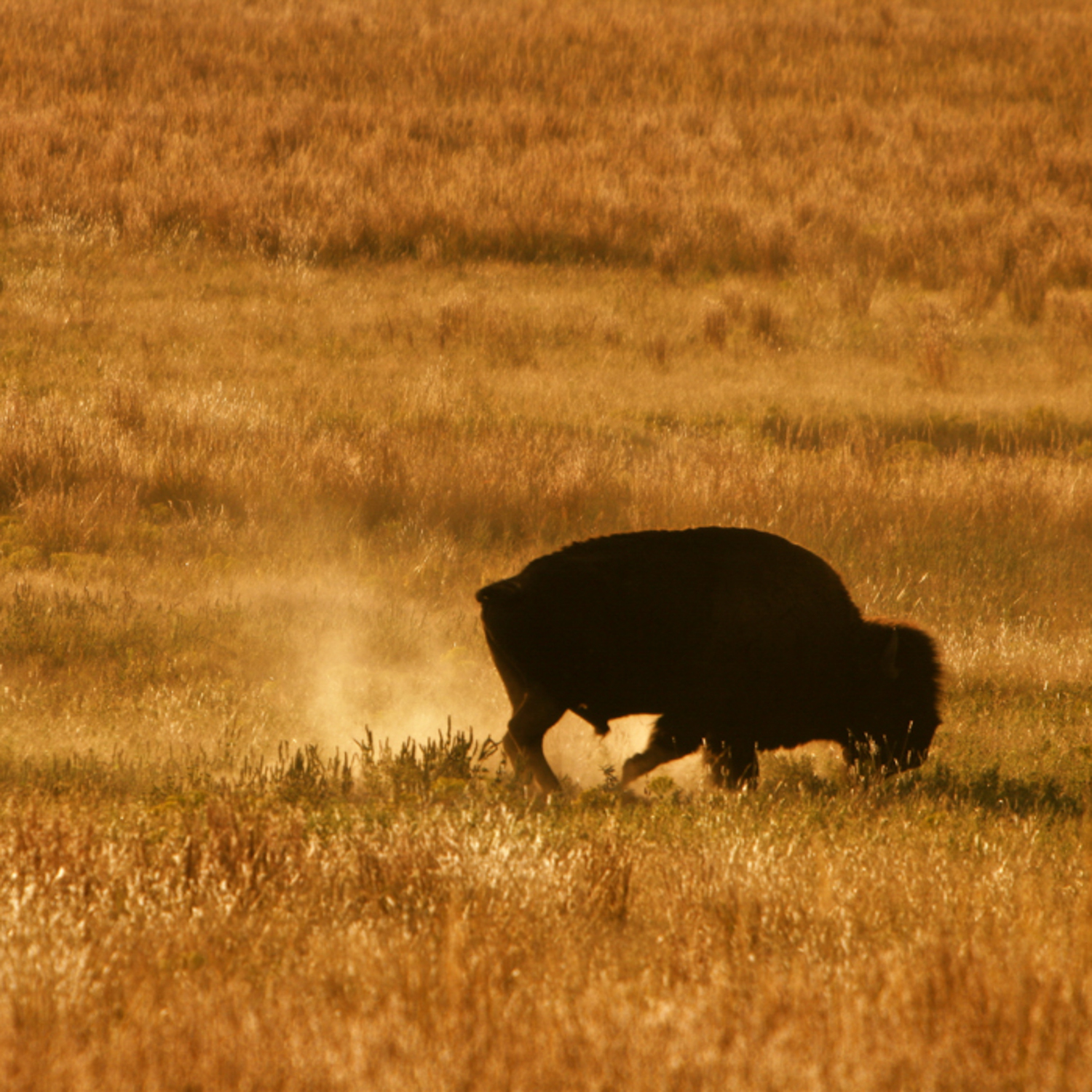 Buffalo Stomp - Klemme Art