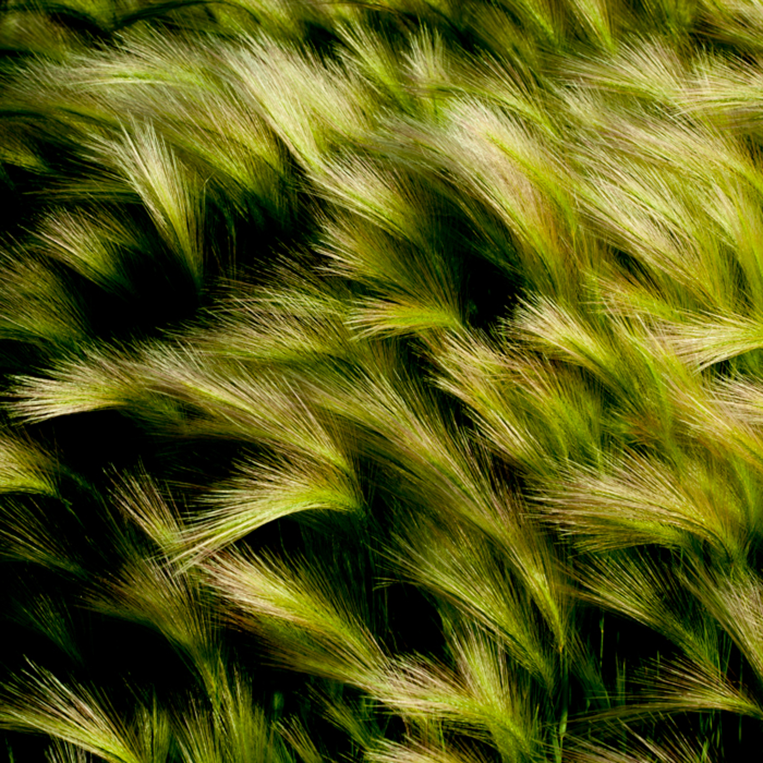 Foxtail Closeup - Klemme Art